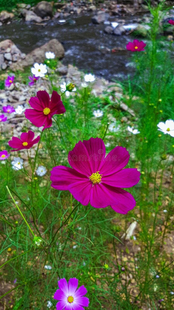 Wild Flowers on Side of River Stock Photo - Image of nature, petal ...