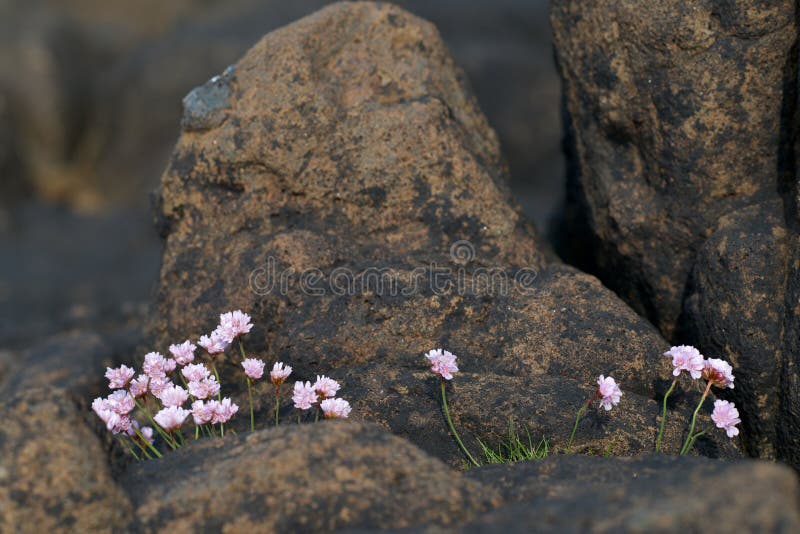 Small Plant Breaking Rock Stock Photos - Free & Royalty-Free Stock ...