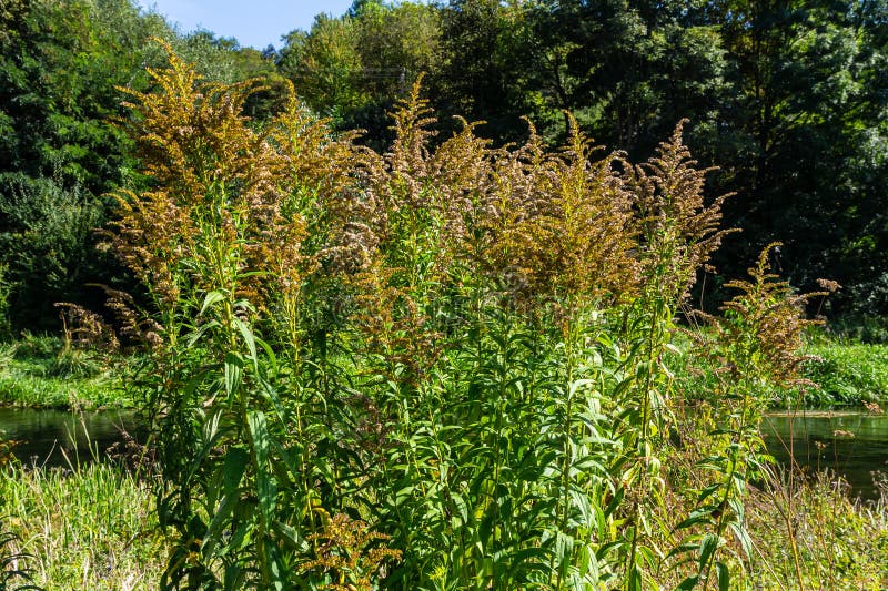 The Wild Flowers of Solidago Altissima in Autumn Stock Image - Image of ...