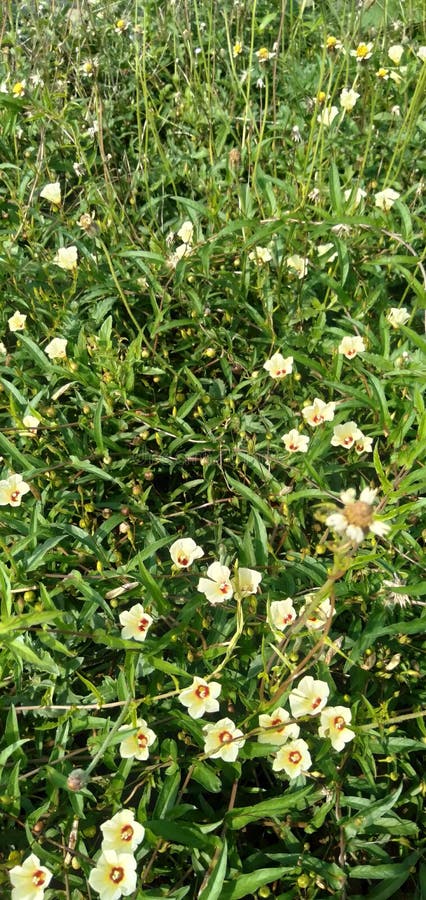 Wild Flowers Spread Across the Grass Stock Photo - Image of spread ...