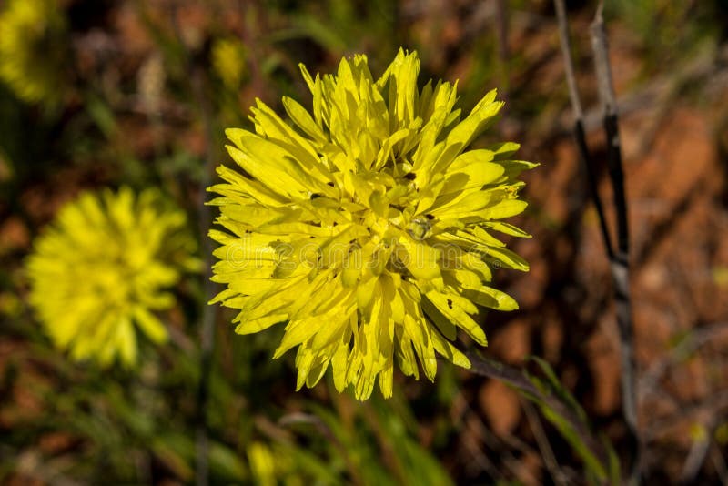Wild Flowers stock photo. Image of outback, subshrub - 78394348