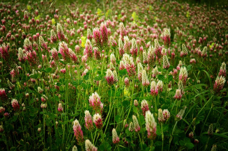 Wild flowers in spring stock image. Image of petal, bloom - 37520899