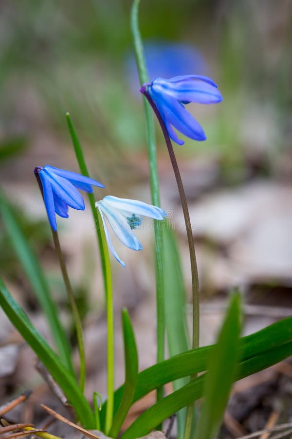 Wild Flowers in Spring Forest Stock Image - Image of grass, ornamental ...