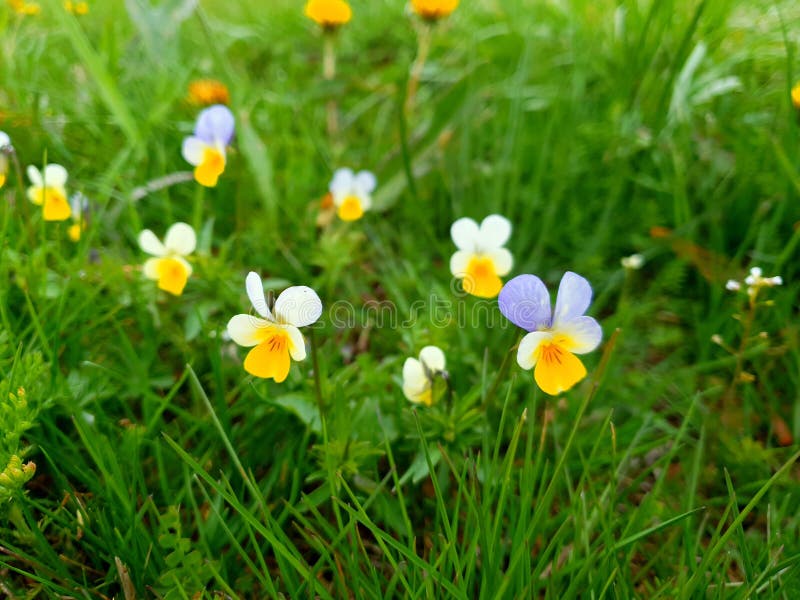 Wild Flowers on Spring Meadow Stock Photo - Image of wildflower, yellow ...