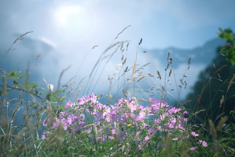 Spring mountain flowers stock photo. Image of wild, colorado - 143727918