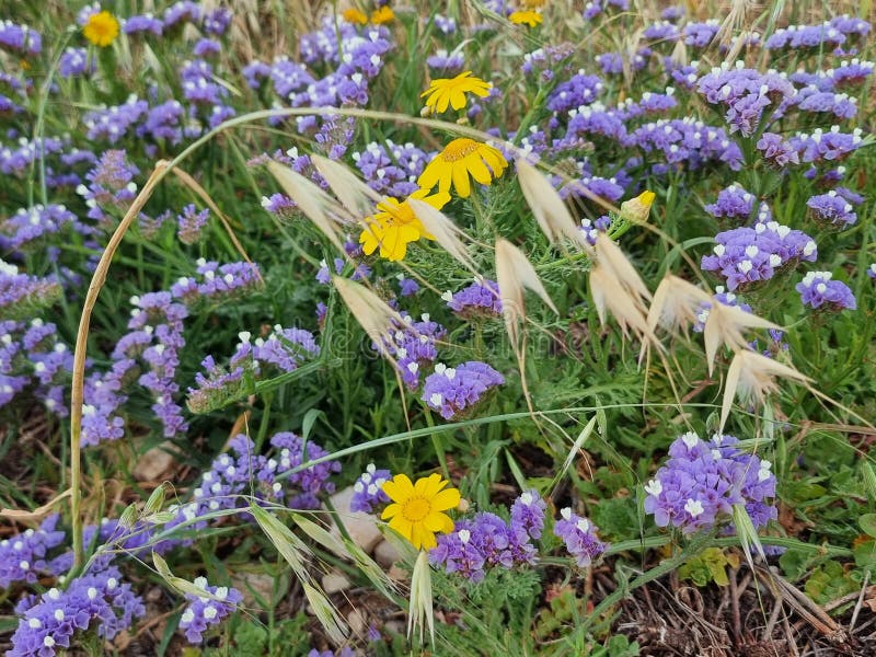 Wild flowers . stock photo. Image of lilac, nature, yard - 374707064