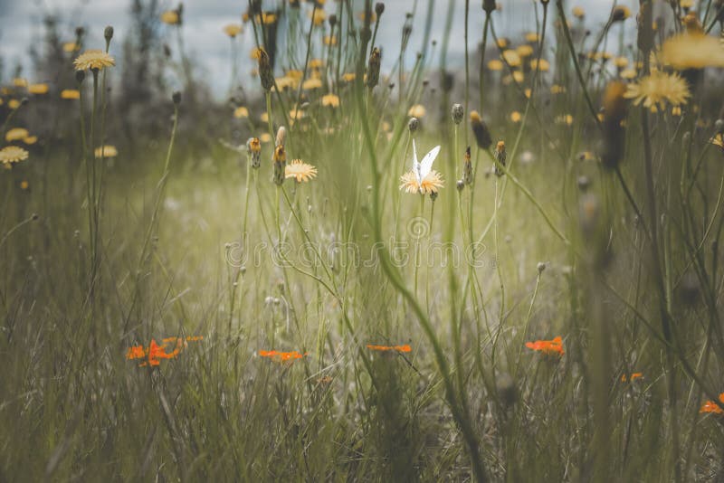 Wild Flowers in Spring, Patagonia, Argentina Stock Image - Image of ...