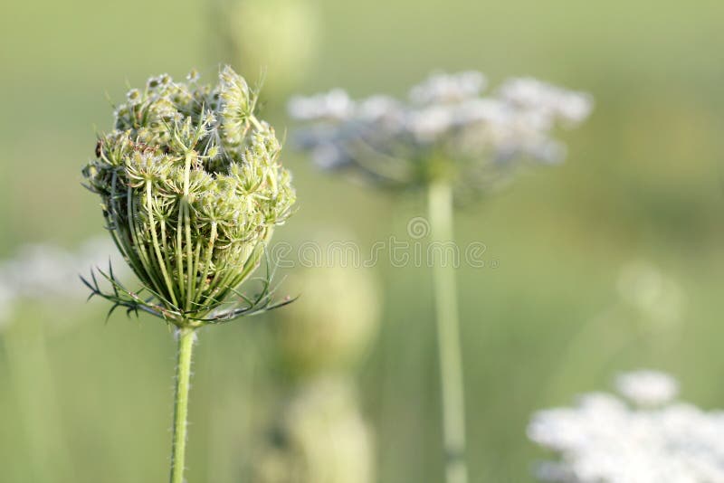 Wild flowers spring season stock photo. Image of lawn - 37700358