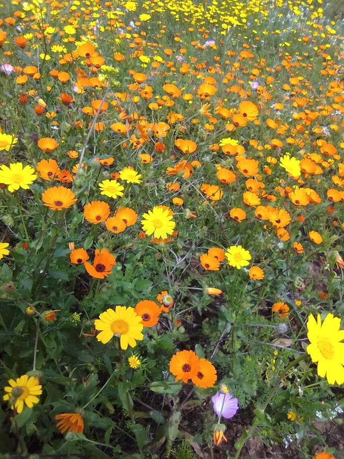 Wild flowers sping stock image. Image of flower, autumn - 249197455