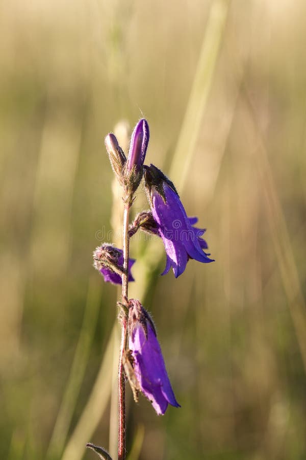 Wild flowers stock photo. Image of season, landscape - 30910004