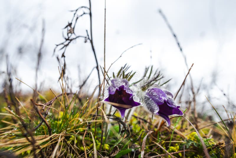 Wild Flowers in the Springtime Stock Photo - Image of lagotto, grass ...