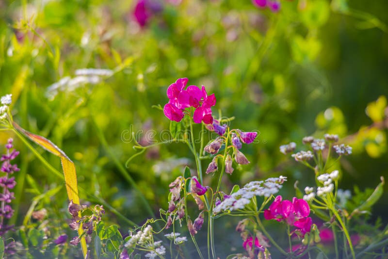 Wild Flowers at the Springtime Stock Photo - Image of garden, field ...