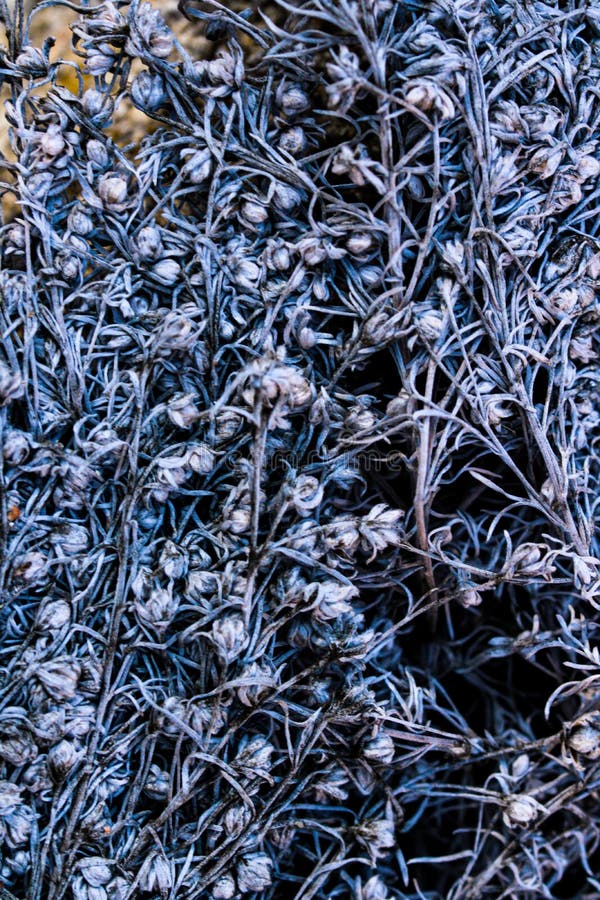 Wild Flowers and Stems of Dry Dead Grass Under the Sun Form Dynamic ...