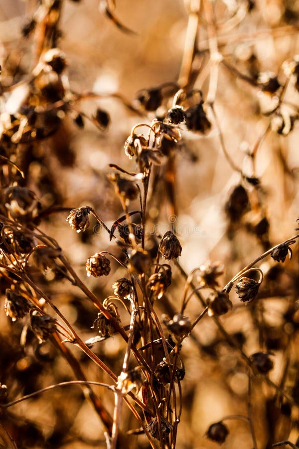 Wild Flowers and Stems of Dry Dead Grass Under the Sun Form Dynamic ...