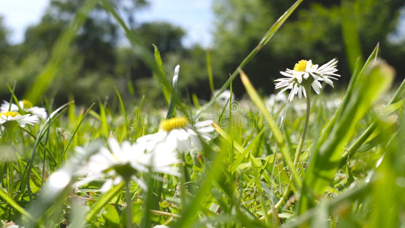 Wild Flowers in a Summer Meadow Stock Photo - Image of warm, summer ...