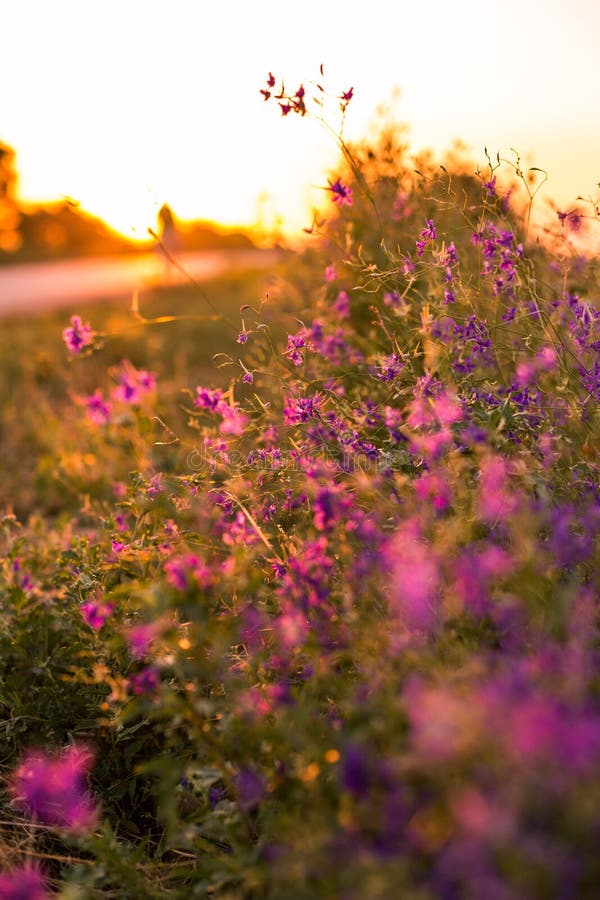 Wild flowers stock image. Image of rays, purple, fresh - 59168637