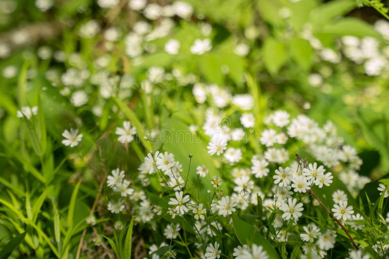 Wild Flowers, Texture of Grass in Green Field at Spring Stock Image ...