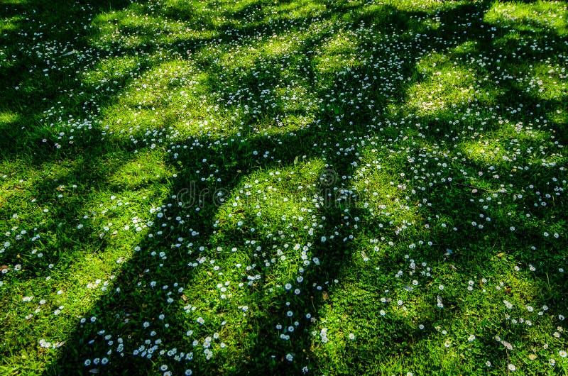Wild Flowers and Tree Shadows Stock Image - Image of outdoor, shadows ...