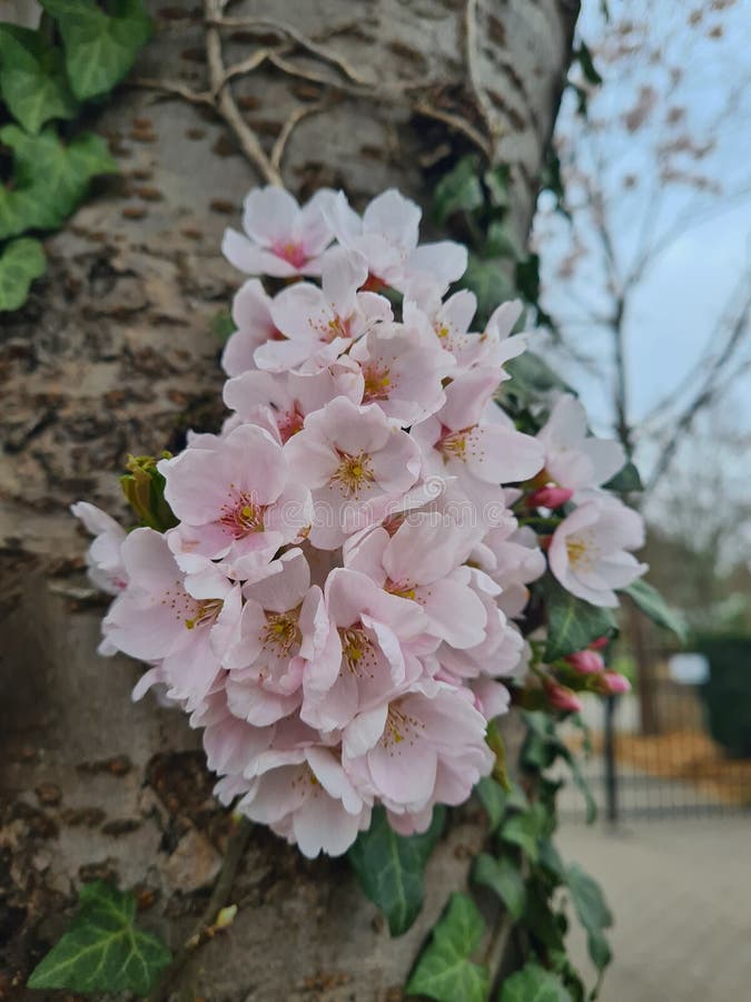 Wild Flowers on a Tree. Spring Time Stock Image - Image of blossom ...