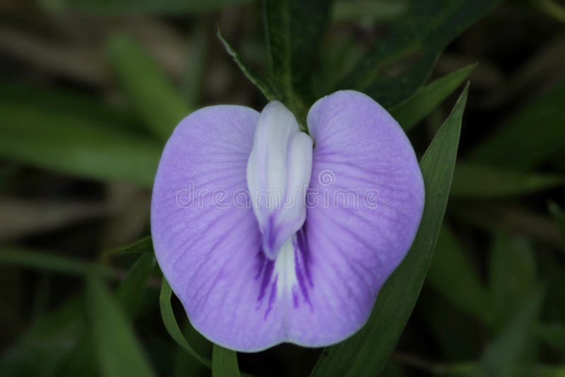 Wild Flowers with Unique Shapes. Stock Photo - Image of shapes, pink ...