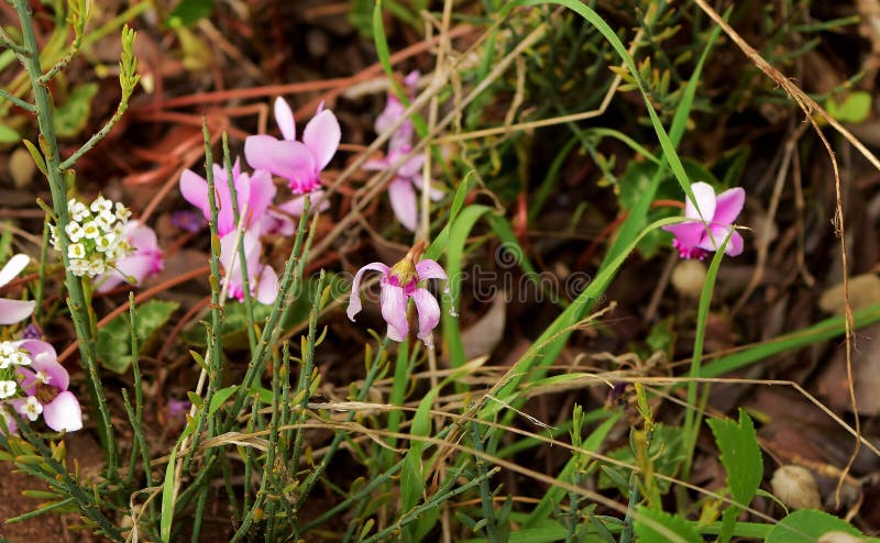Wild Flowers and Vegetation in Sicily, Italy Stock Image - Image of ...