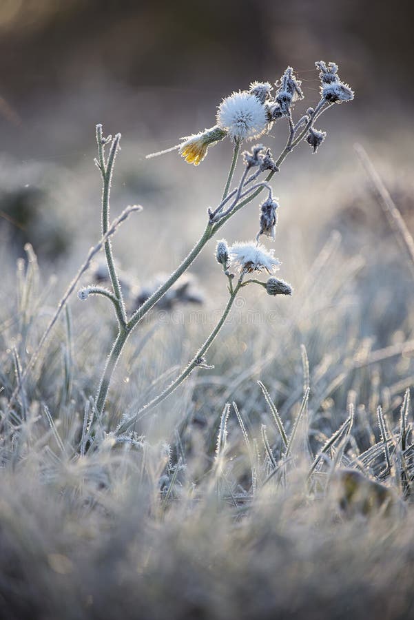 Wild Flowers in White Hoarfrost Stock Image - Image of sunset, spring ...