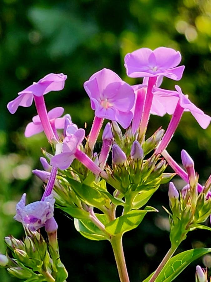 Wild Flox Nature Art Flower Abstract Summer Stock Image - Image of ...