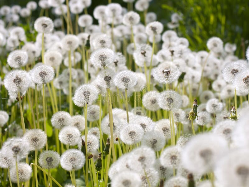 Wild fluffy dandelions stock photo. Image of nature, flowers - 31412368