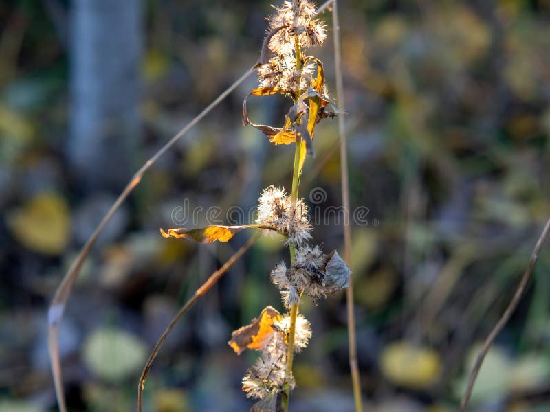 Wild Fluffy Grass in the Field Stock Photo - Image of grassland, autumn ...