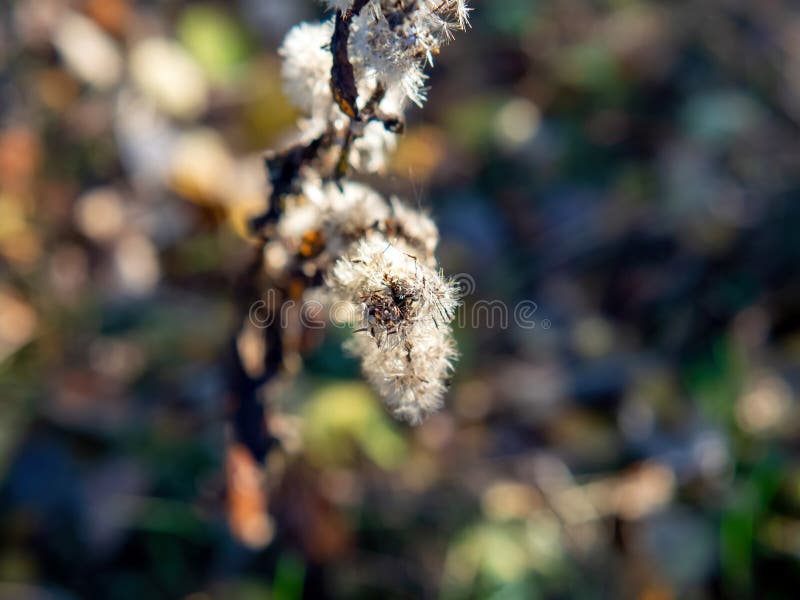 Wild Fluffy Grass in the Field Stock Image - Image of beauty, green ...