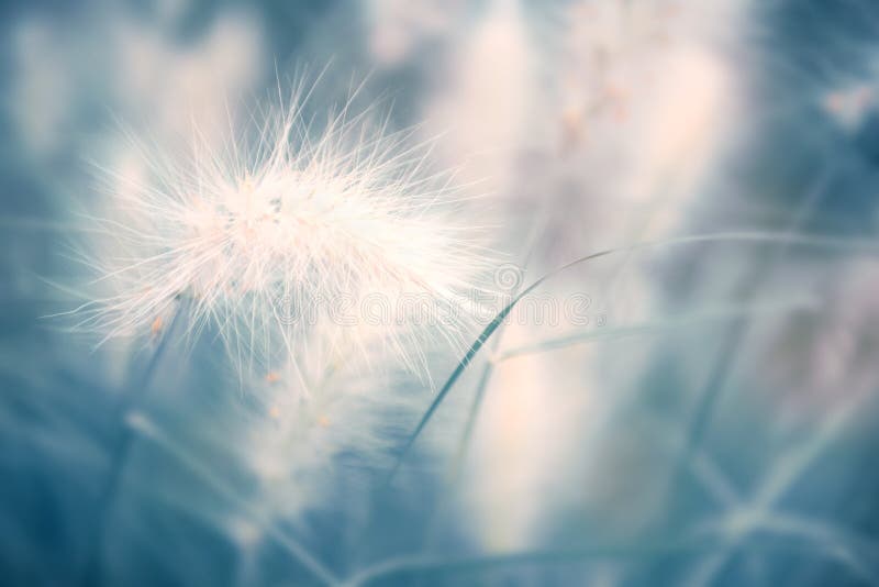 Wild Fluffy Grass in a Forest Stock Image - Image of environment ...