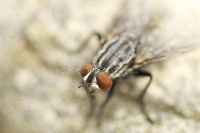 Wild Fly Portrait in Summer Stock Photo - Image of bumble, eaten: 55698586