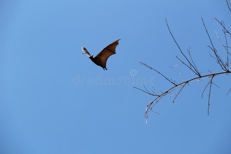 Megabats Stock Photos - Free & Royalty-Free Stock Photos from Dreamstime