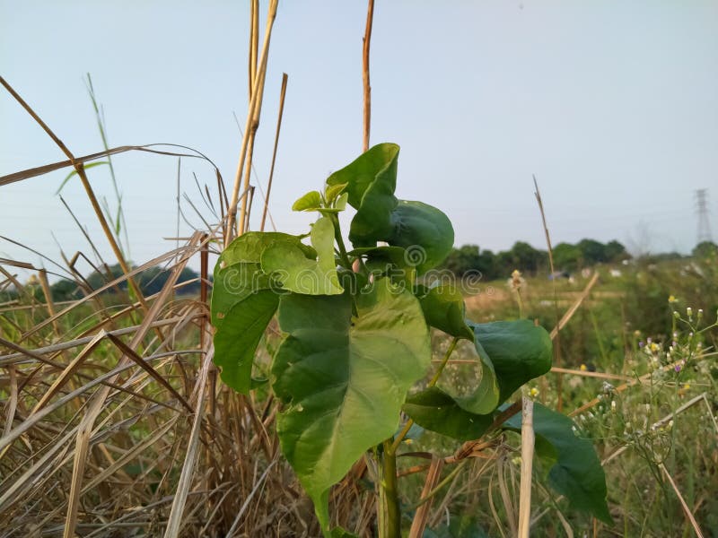 Wild Foliage on the Plantation Stock Image - Image of foliage, nature ...