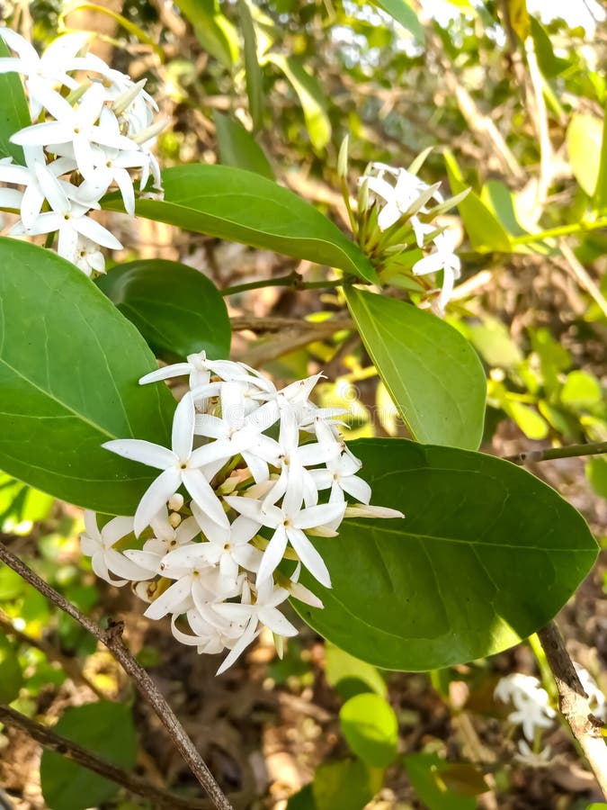 Ranmeva Stock Photos - Free & Royalty-Free Stock Photos from Dreamstime