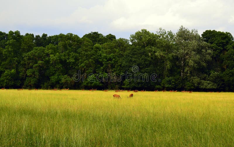 Wild animals in a meadow stock image. Image of animals - 222276027
