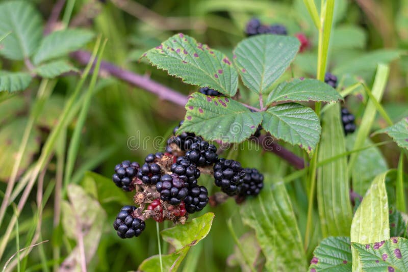 Wild forest berries stock photo. Image of branch, bush - 129457636