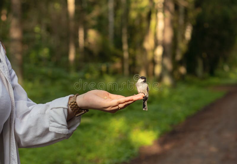 Wild Forest Bird Sits on a Human Hand, Feed the Birds Stock Image ...