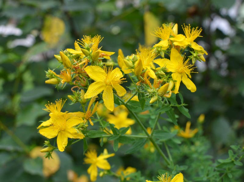 In the Wild Bloom Hypericum Perforatum Stock Photo - Image of herbal ...