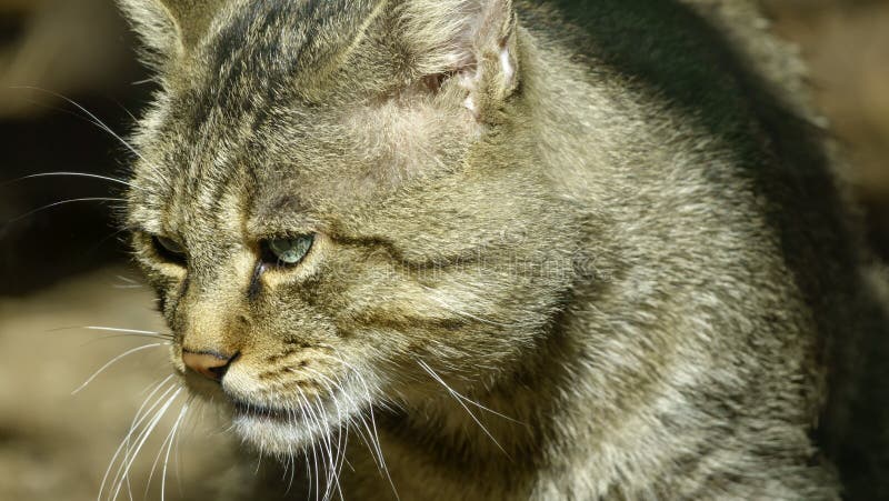 Wild forest Carpathian cat stock image. Image of view - 124620545