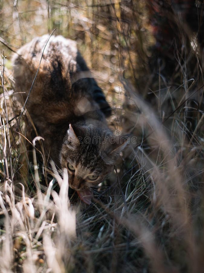 Wild Forest Cat Has a Piece of Meat in the Grass Stock Photo - Image of ...
