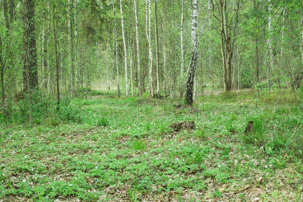 Wild forest, covert. stock image. Image of rural, meadow - 67783373