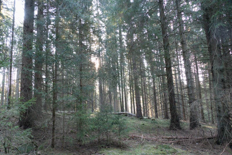 Wild Forest in Czech Natural Park Stock Photo - Image of czech, fluid ...