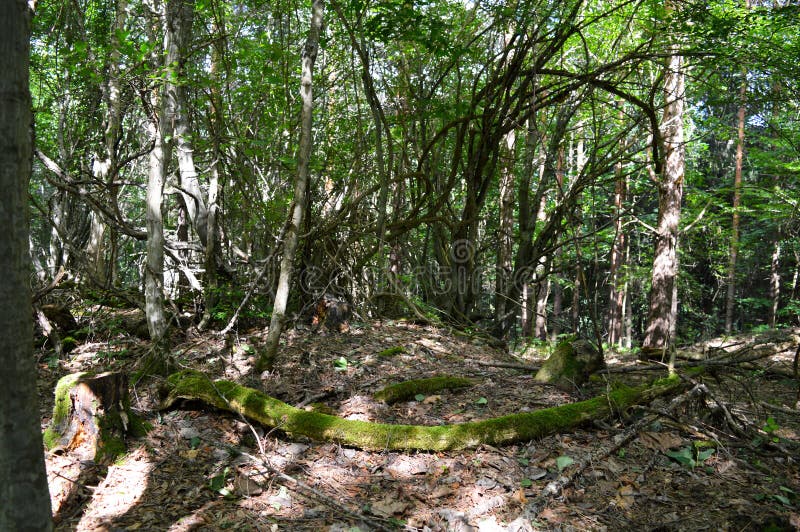 Wild forest stock image. Image of outdoor, beauty, misty - 74143181