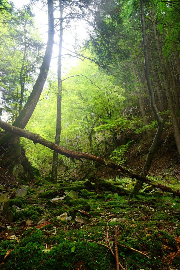 Wild Forest with Fallen Tree Stock Photo - Image of dream, natural ...