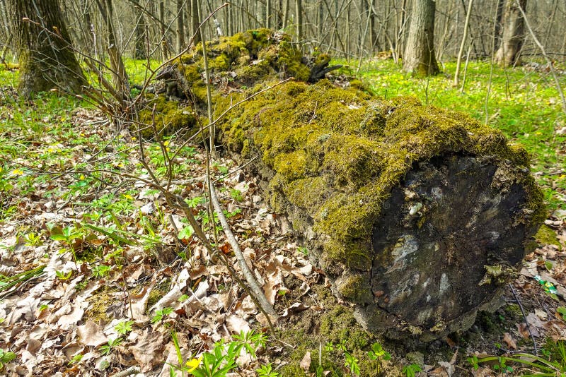 Wild Forest Fallen Tree in the Forest. the Log is Covered with Green ...