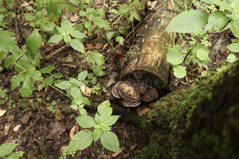 Tinder on a Tree Stump in Autumn Forest Stock Photo - Image of close ...