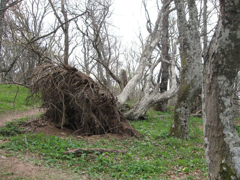 Deforestation. Fallen Young Coniferous Trees Stock Image - Image of ...
