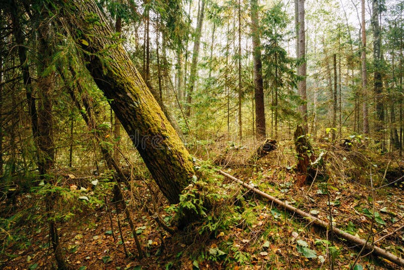 Wild Forest. Fallen Trees in Coniferous Forest Reserve Stock Image ...