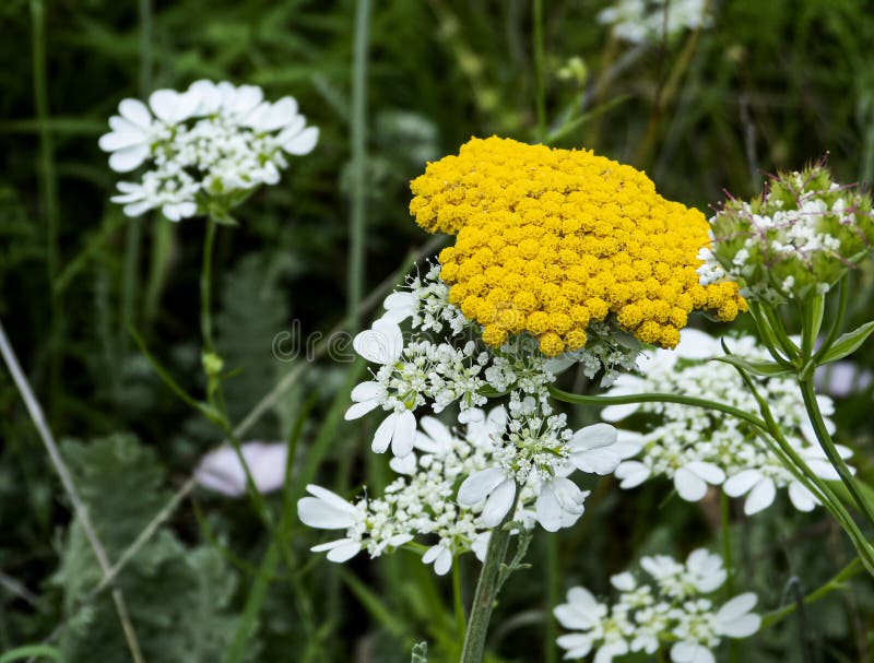 Flowers of Bulgaria stock photo. Image of shrub, nature - 152064558